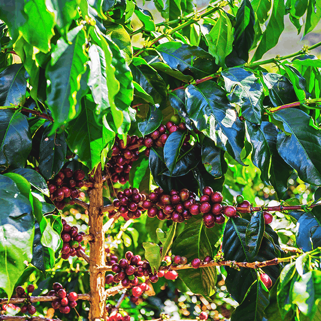 From Bean to Brew - Honest Grounds